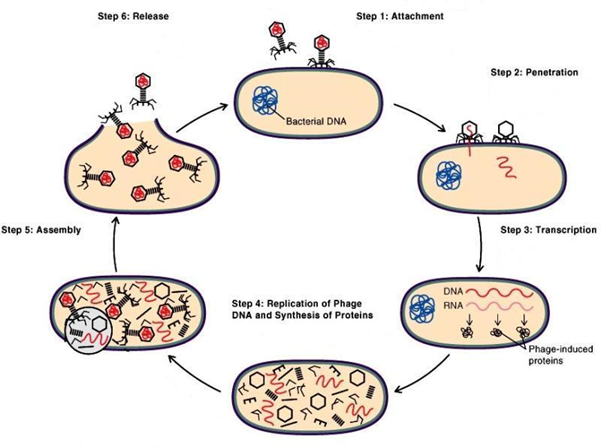 The Phage Wars: How A Centuries Old Battle Gave Us CRISPR – The ...